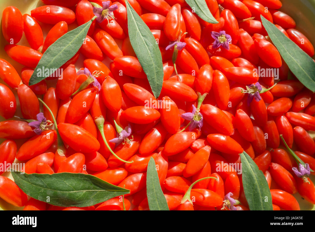 Goji berry leaves hi-res stock photography and images - Alamy