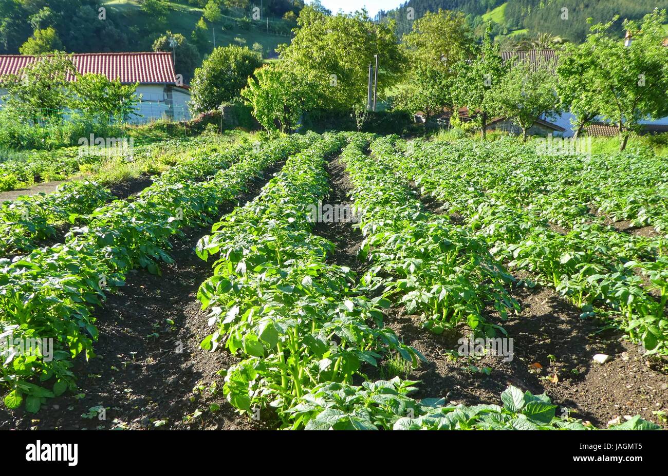 Potato plants growing in Basque Country Stock Photo - Alamy