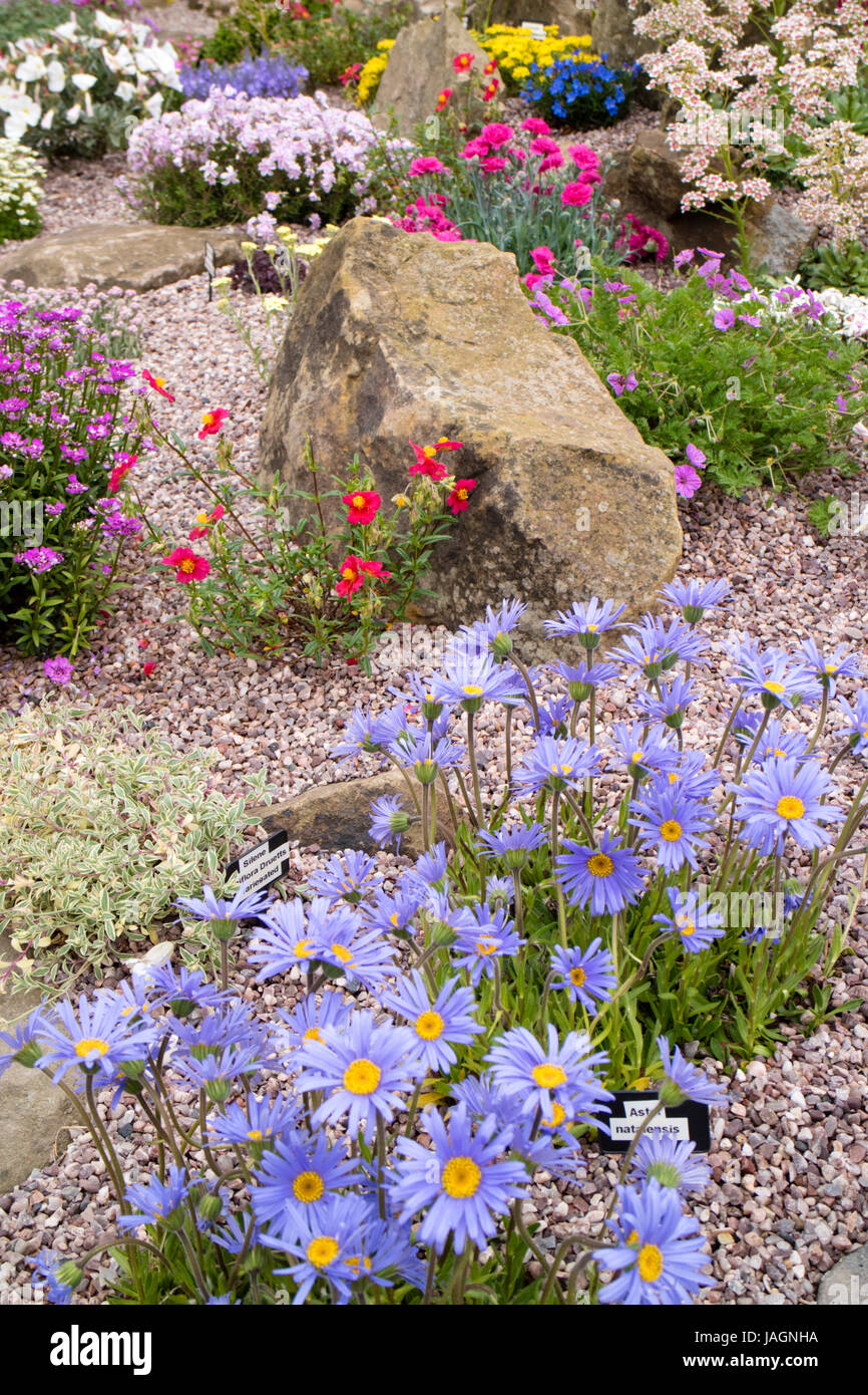 Aster Natalensis in alpine rockery Stock Photo - Alamy