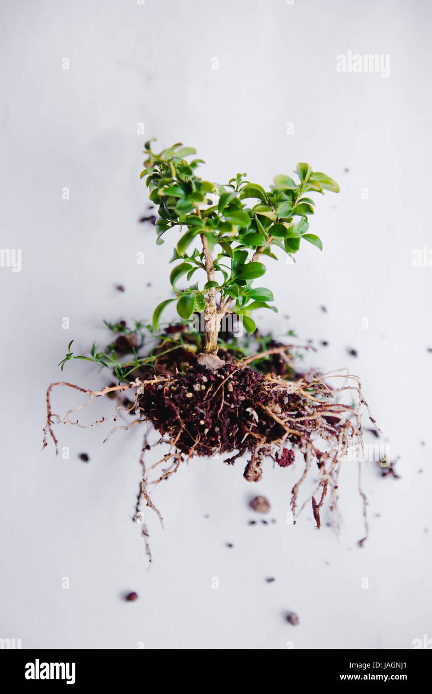 Bonsai Plant Uprooted Stock Photo - Alamy