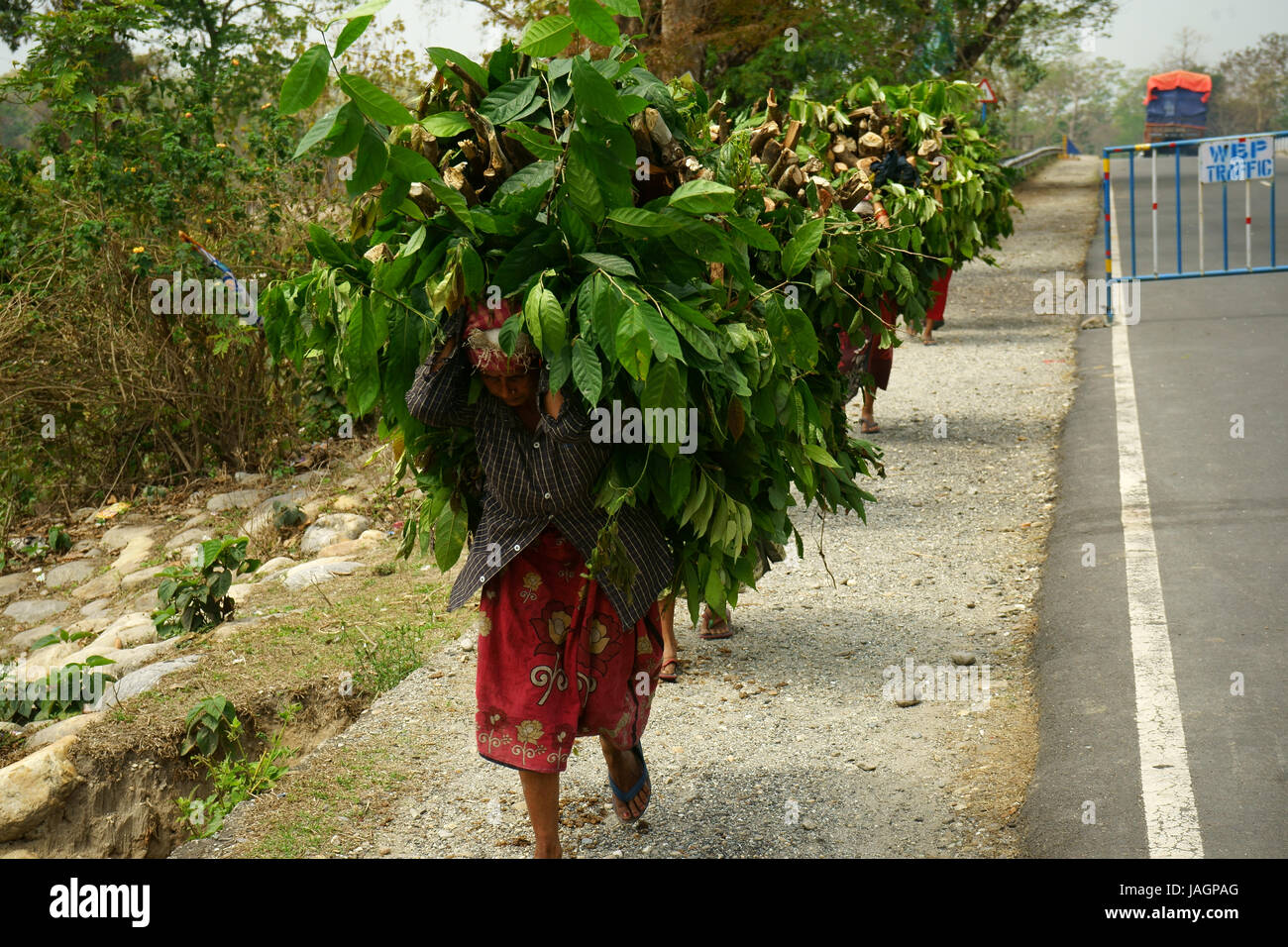 Women carrying heavy loads of wood along road west of Phuentsholing ...