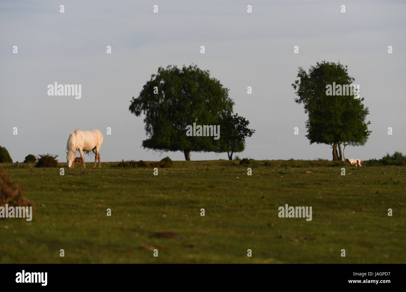 Taken with a telephoto lens hi-res stock photography and images - Alamy