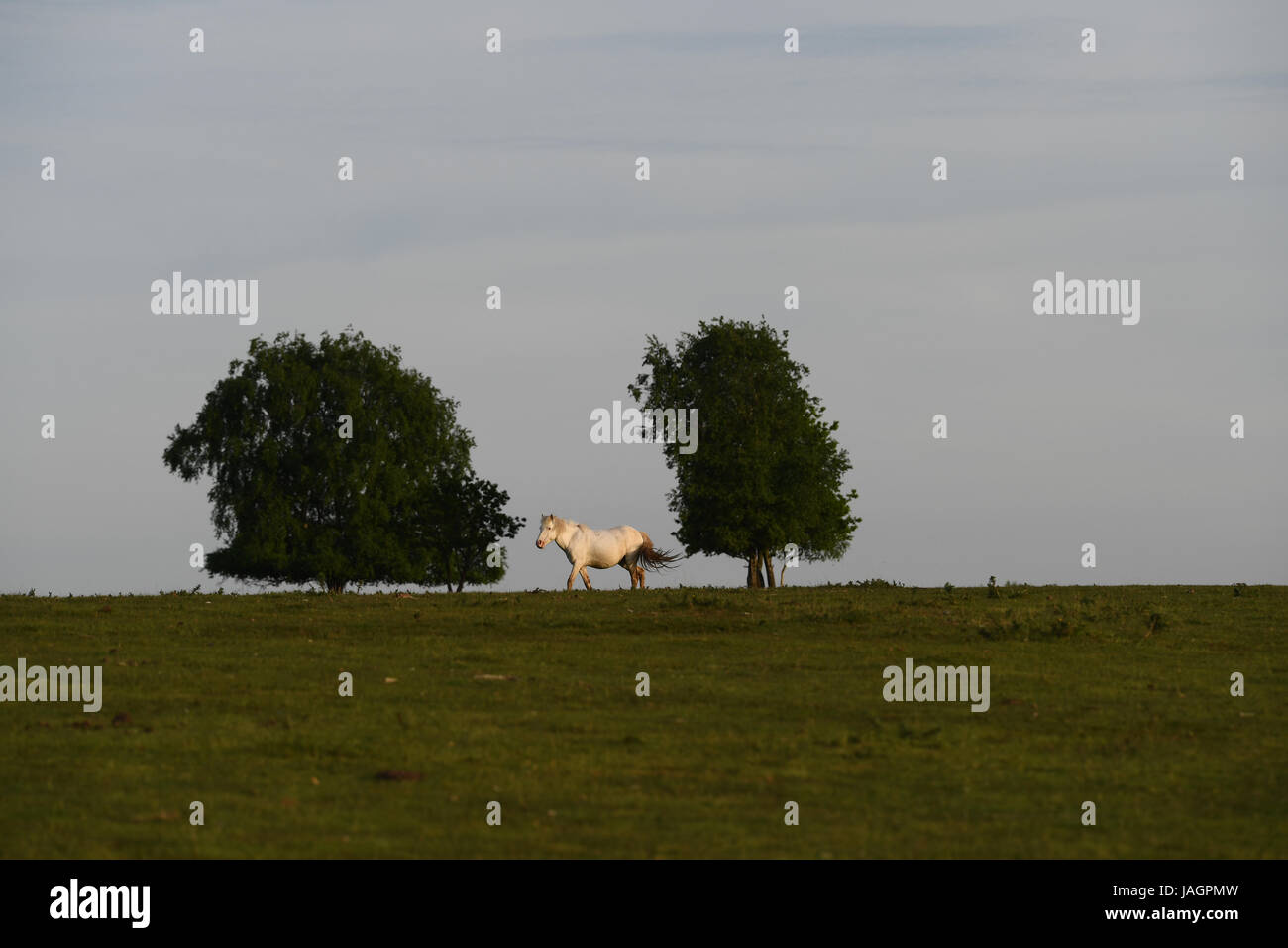New forest pony against forest trees taken on a telephoto lens showing ...