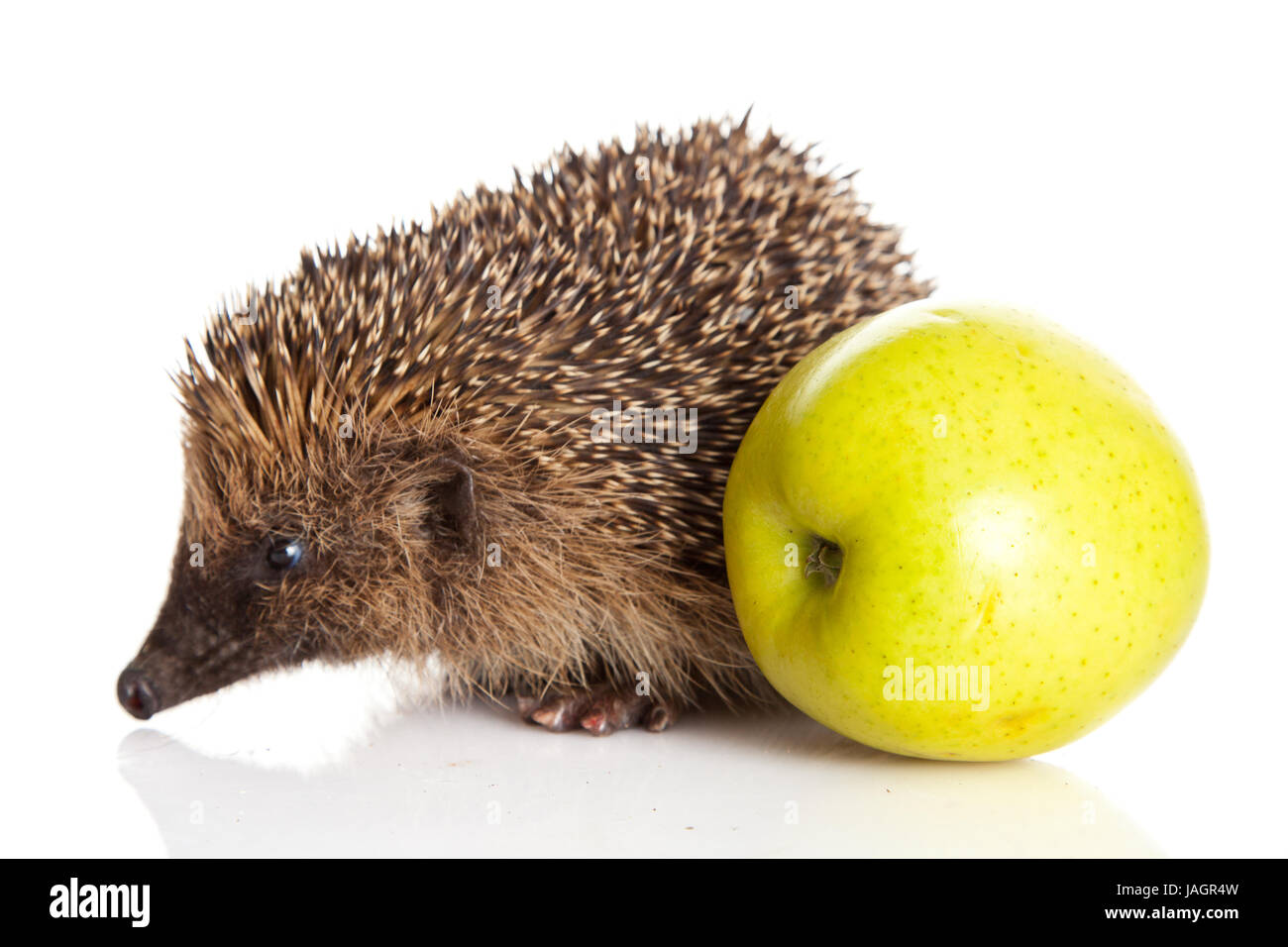 Hedgehog with apple Stock Photo - Alamy