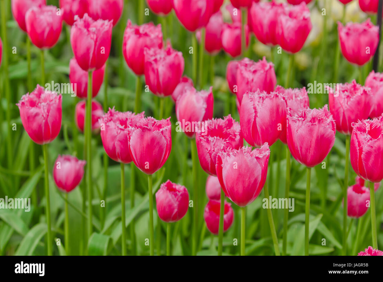 beautiful tulips field. Beautiful spring flowers. background of flowers ...