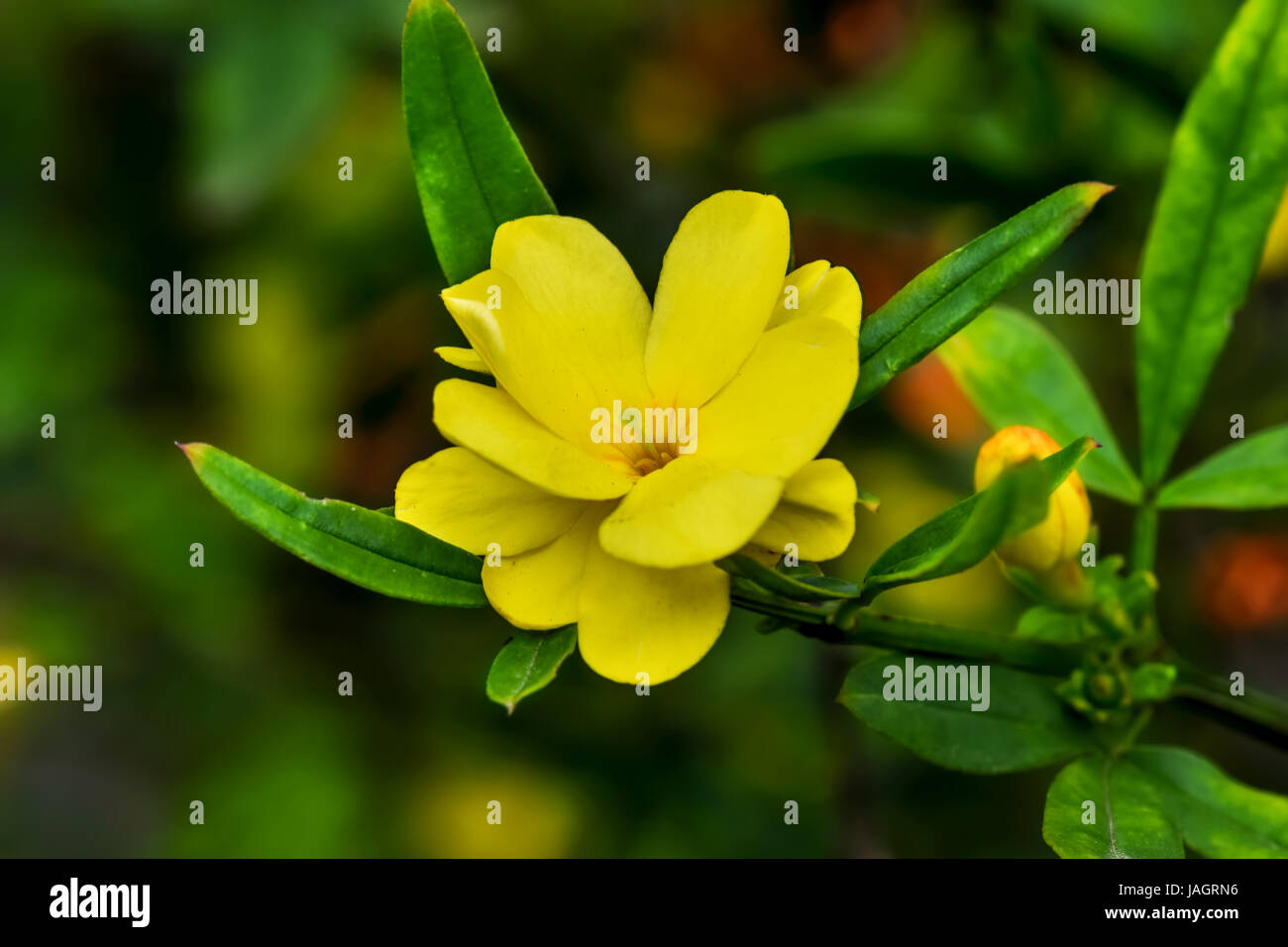 Closeup of a beautiful yellow color flower in its beautiful and ...