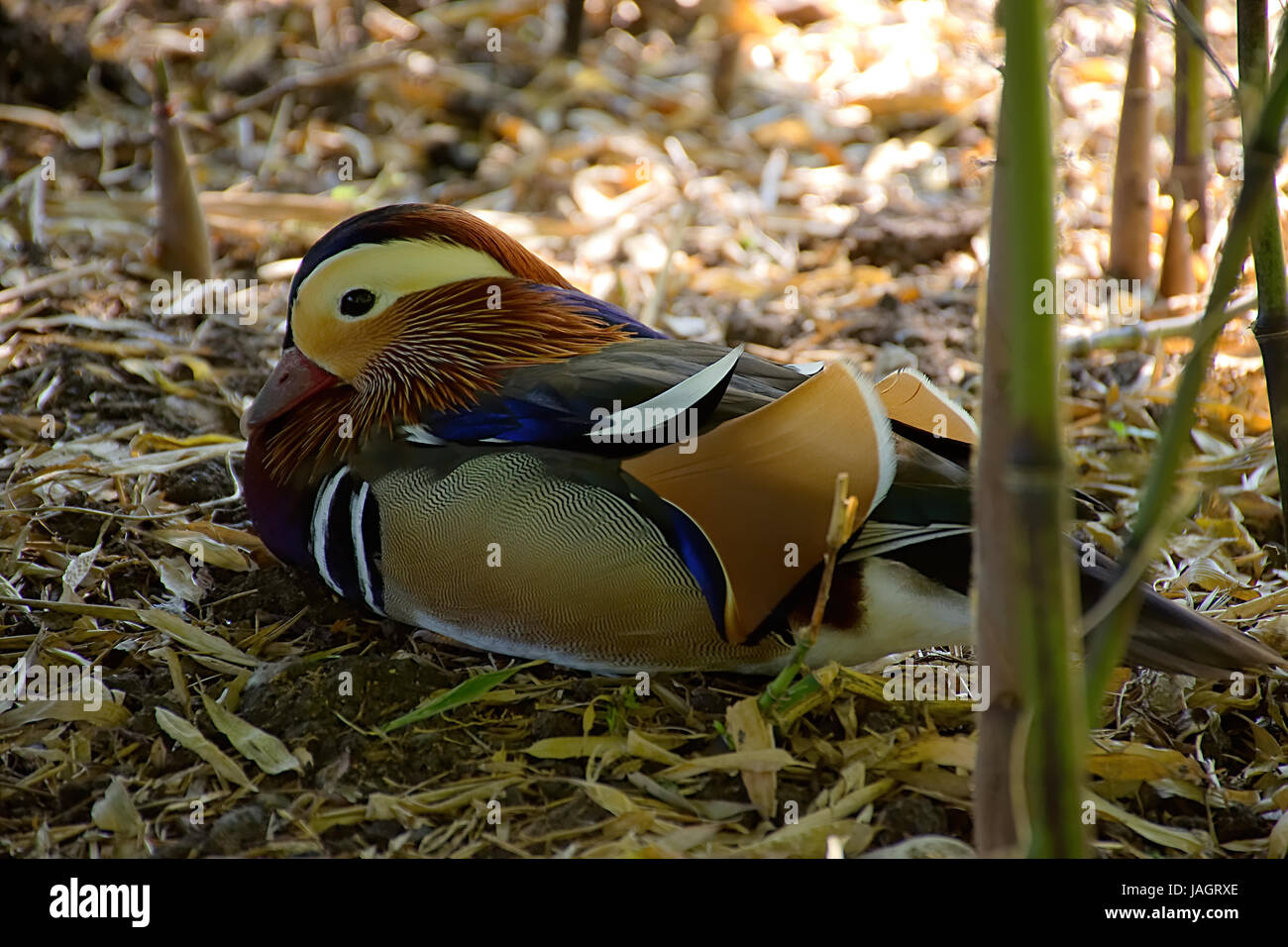 Mandarin duck under bamboo bush Stock Photo - Alamy