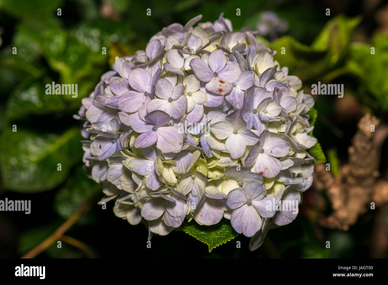 Hydrangeaceae Family Stock Photos & Hydrangeaceae Family Stock Images ...