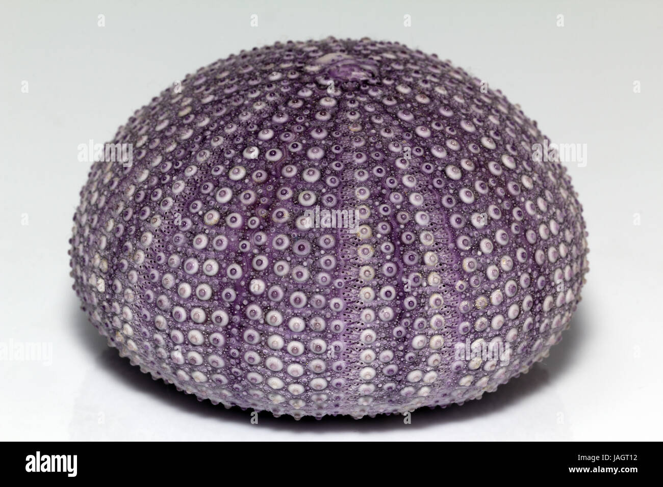skeleton of sea shell violet echinoidea - close up Stock Photo - Alamy
