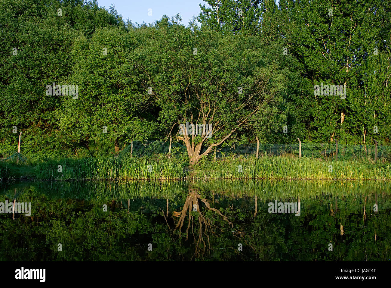 Tree reflection in water Stock Photo - Alamy