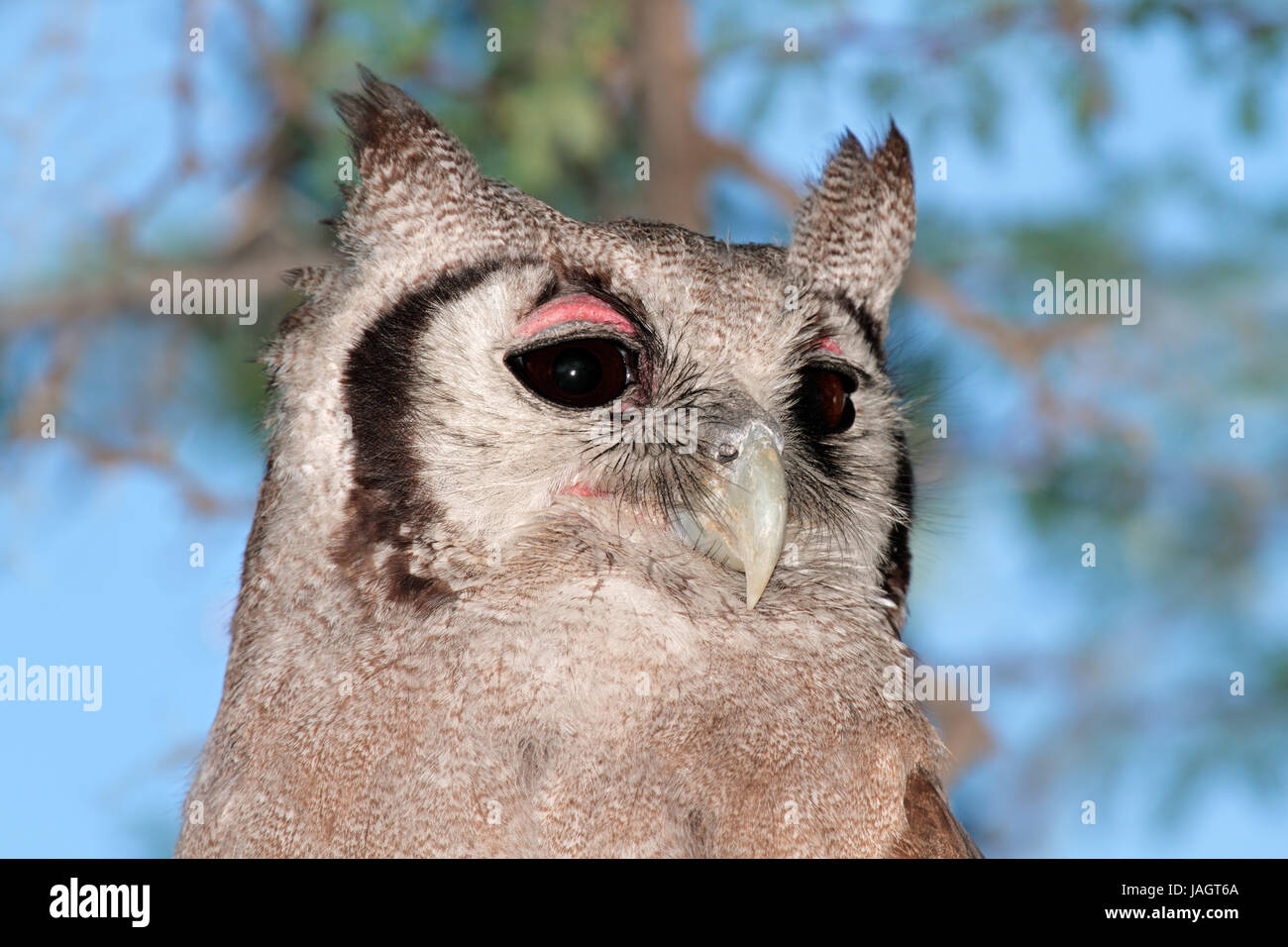 Close-up portrait of a giant eagle-owl (Bubo lacteus), South Africa ...