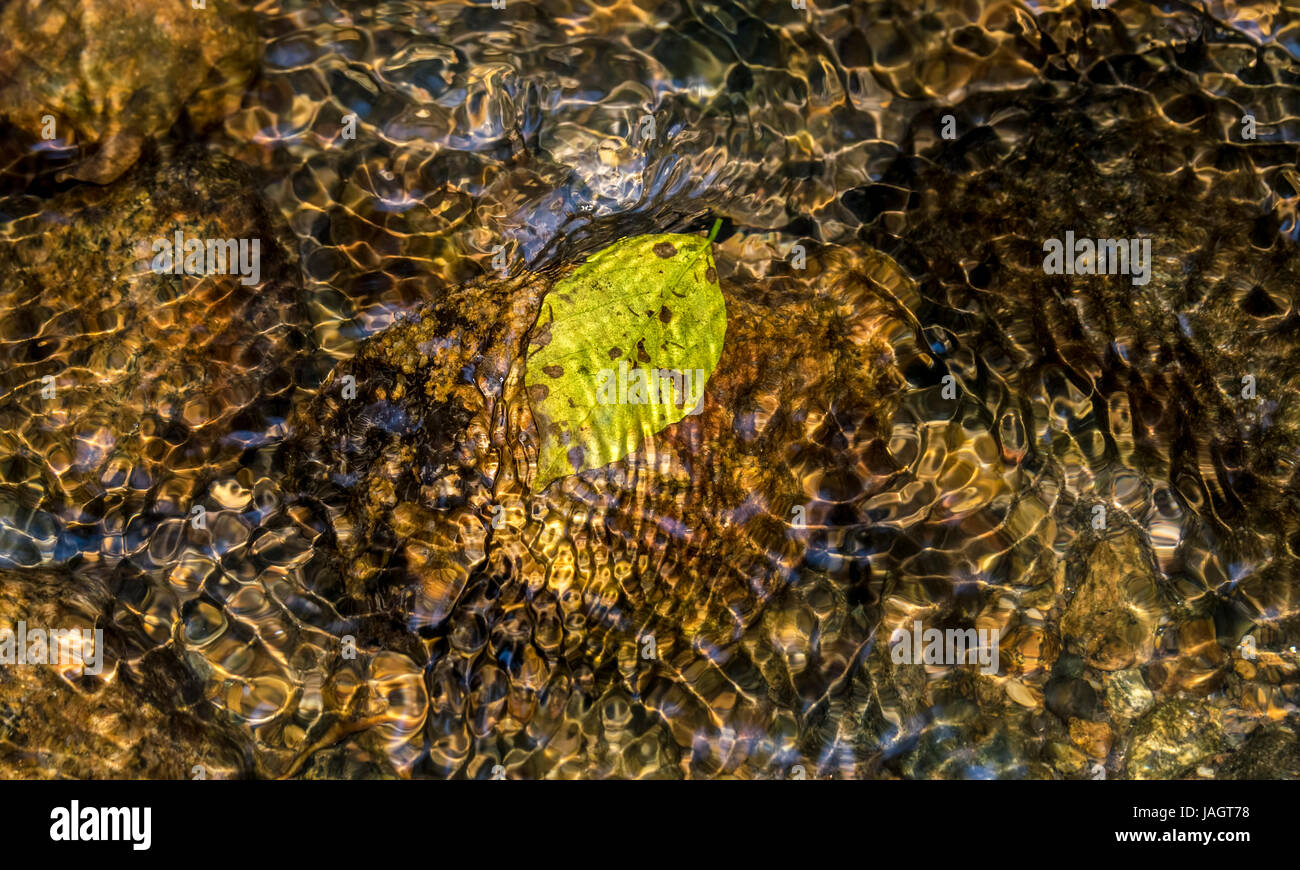 A dried leaf floats under water over pebbles and rocks in the small ...