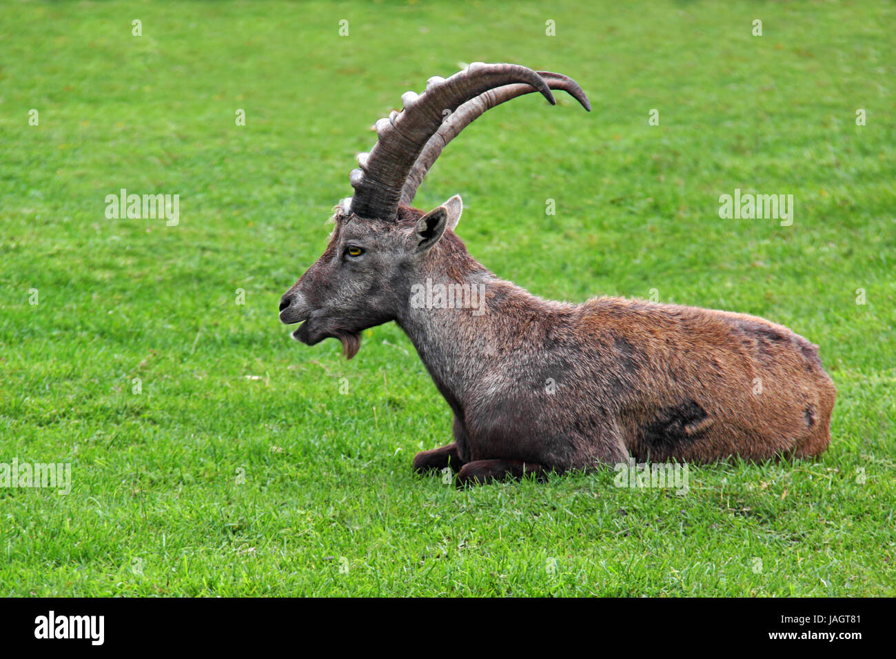 male ibex capra ibex Stock Photo - Alamy