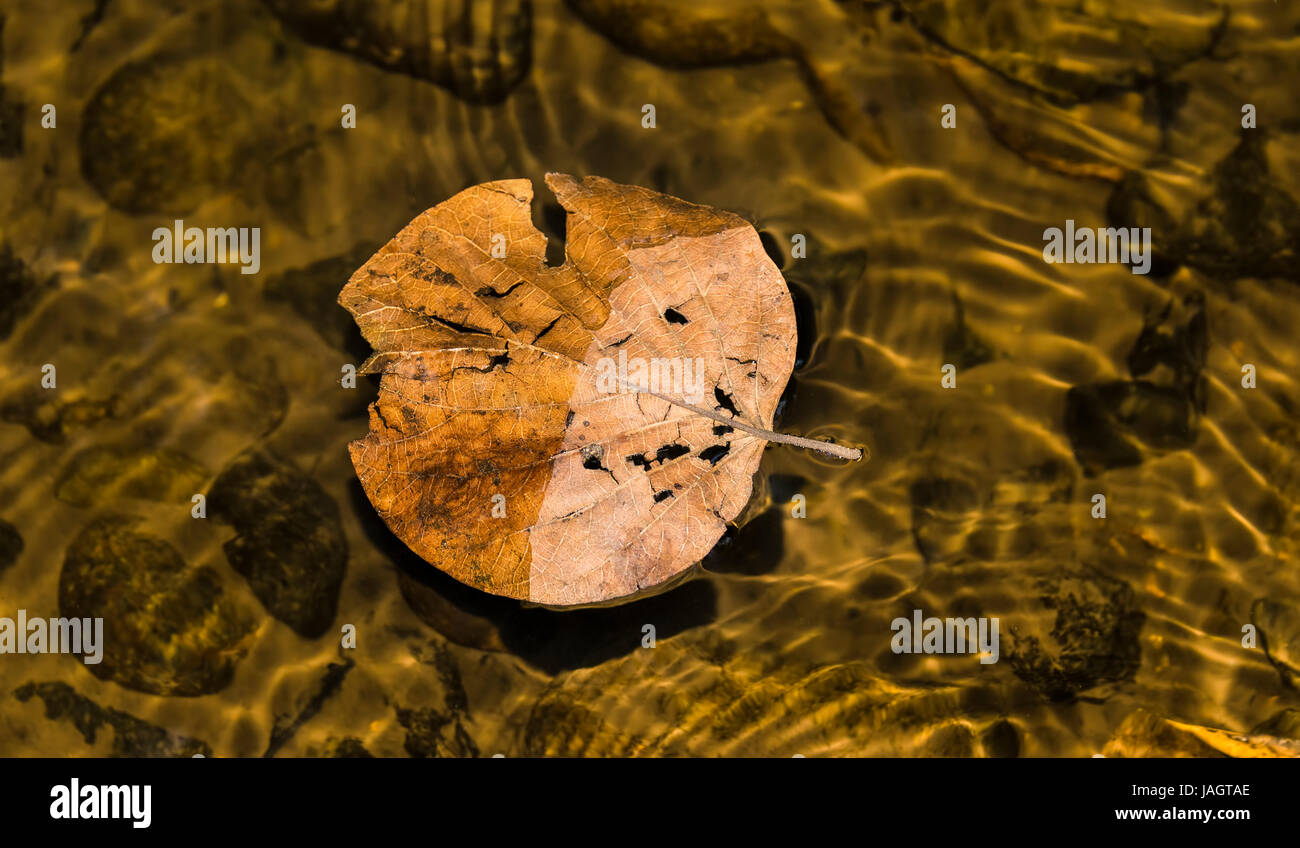 A dried leaf floats half under water and half over it with pebbles and ...