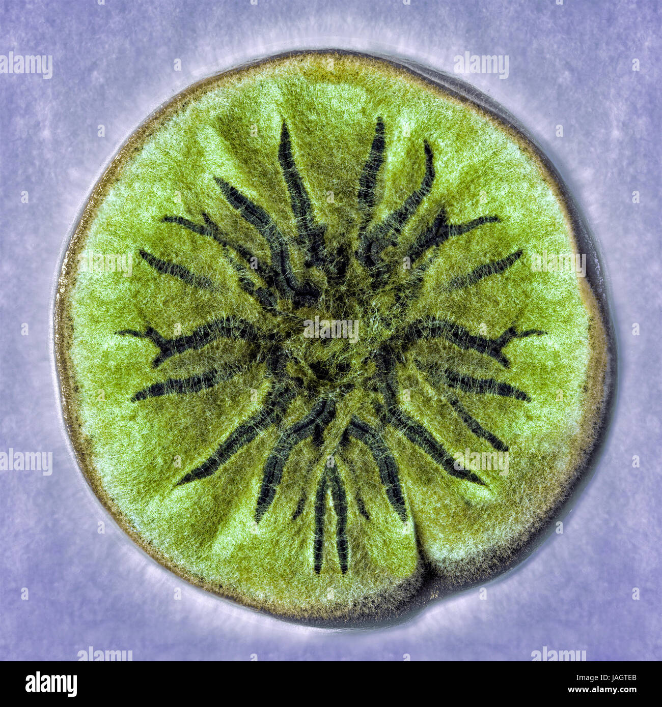 Fuzzy Mold High Resolution Stock Photography and Images - Alamy