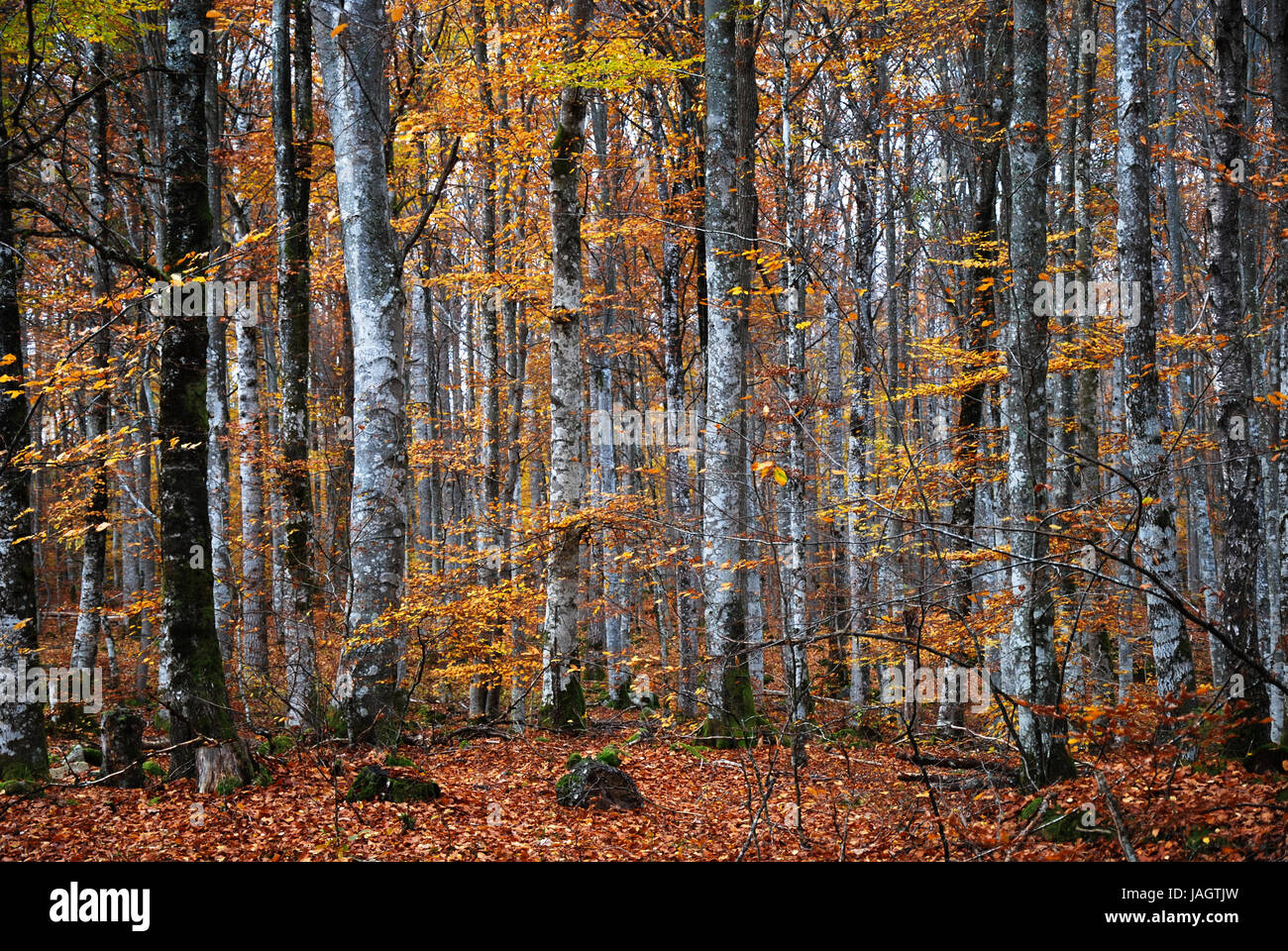 From a beech forest at autumn at the swedish province Smaland Stock ...