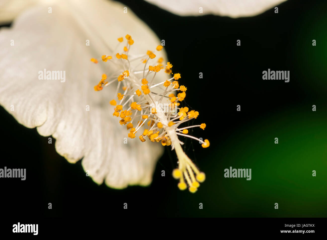 Extreme closeup of a colorful tropical Hibiscus stigma or Carpel or ...
