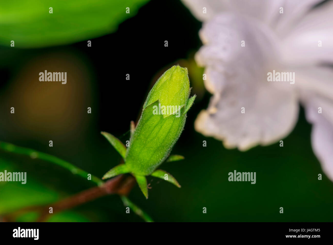 Hibiscus stigma hi-res stock photography and images - Alamy