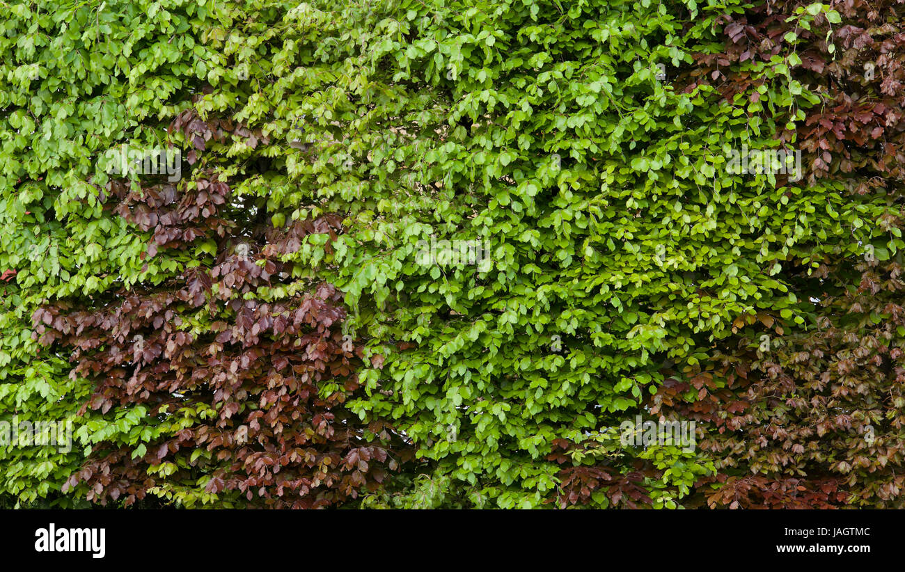 Creepers hi-res stock photography and images - Alamy