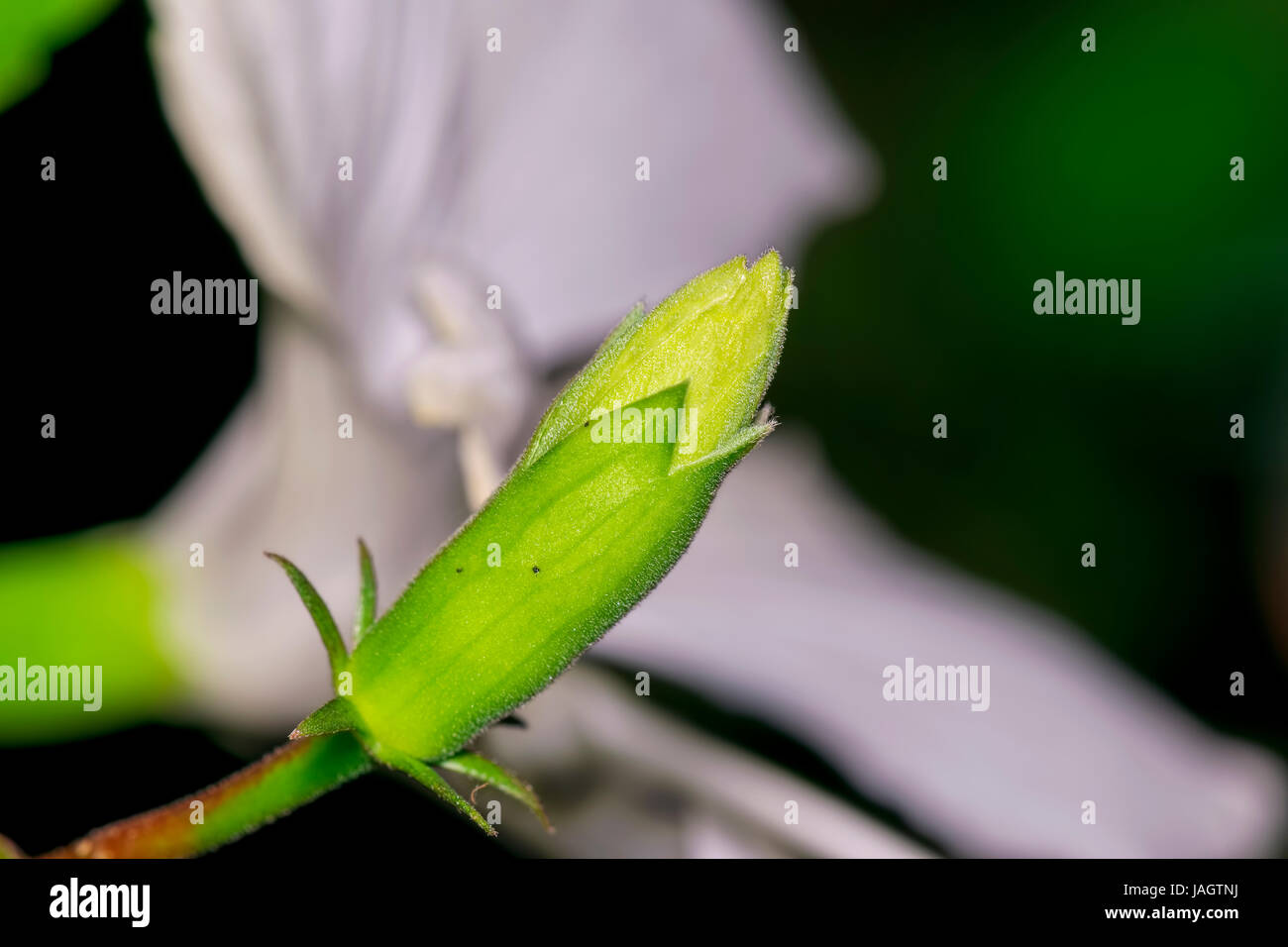 Chinese hibiscus leaf hi-res stock photography and images - Alamy