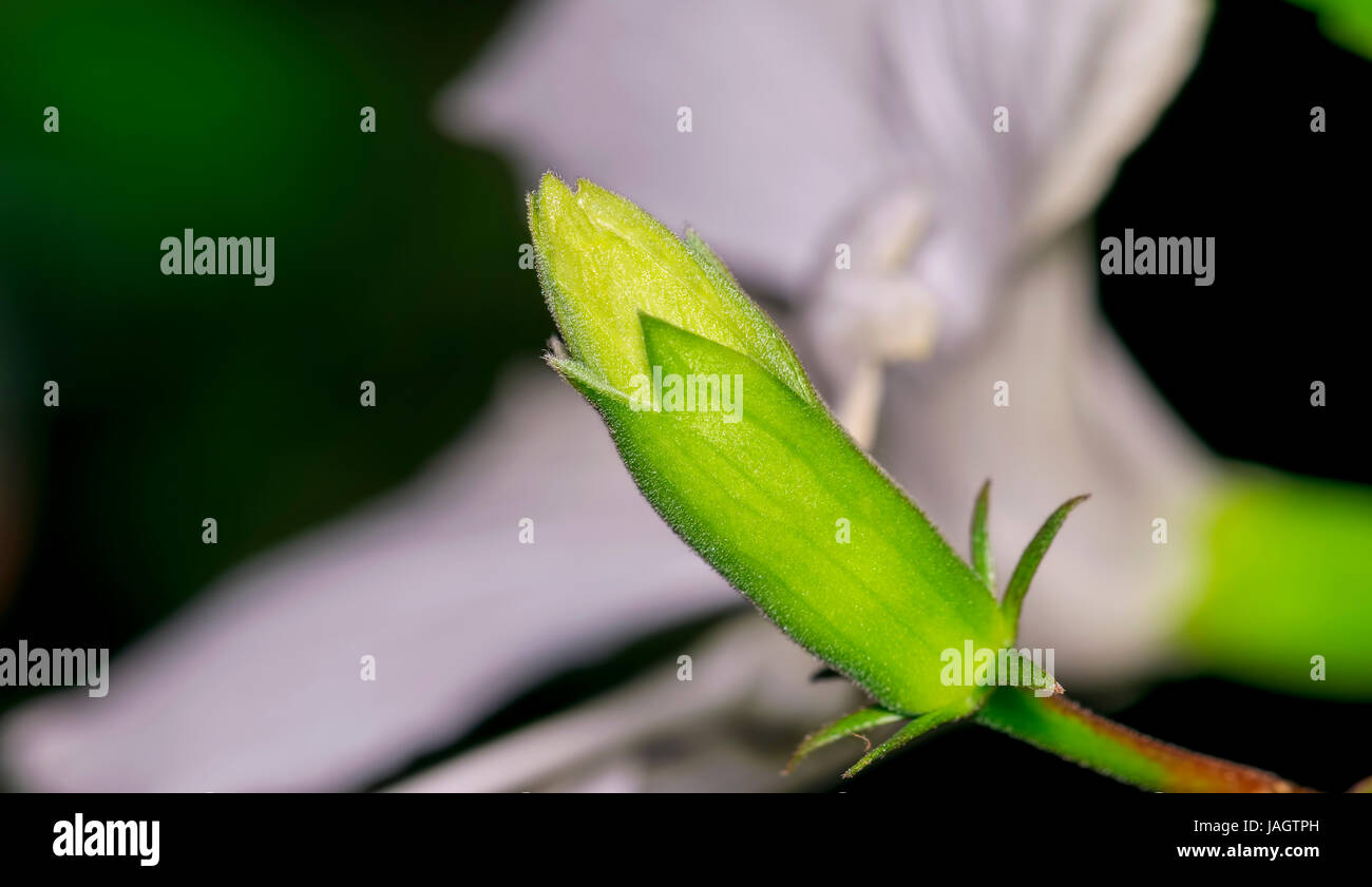 Closeup of an unbloomed Hibiscus stigma or Carpel flower bud (Hibiscus ...