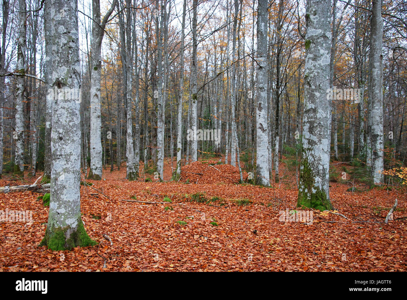From a beech forest at autumn at the swedish province Smaland Stock ...