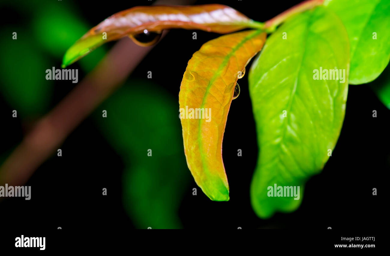 Different stages of life hi-res stock photography and images - Alamy