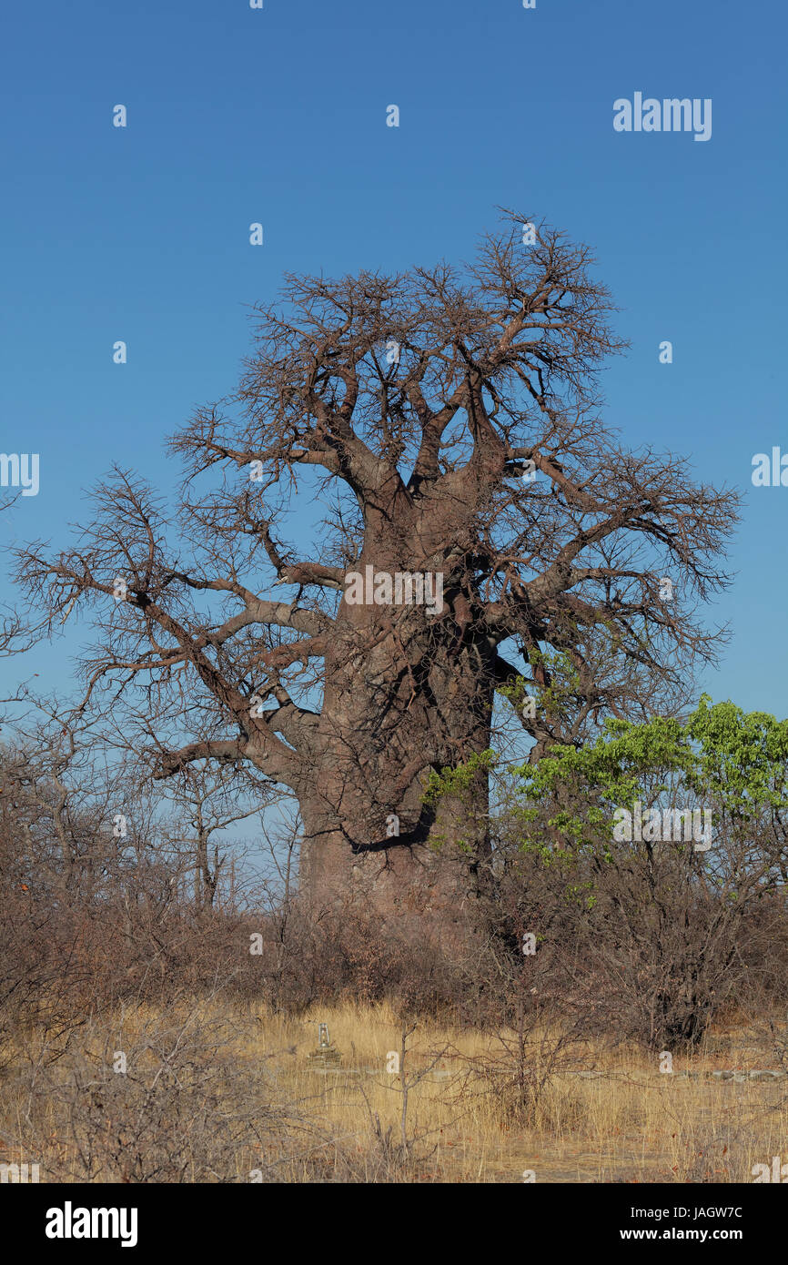 Afrikanischer affenbrotbaum hi-res stock photography and images - Alamy