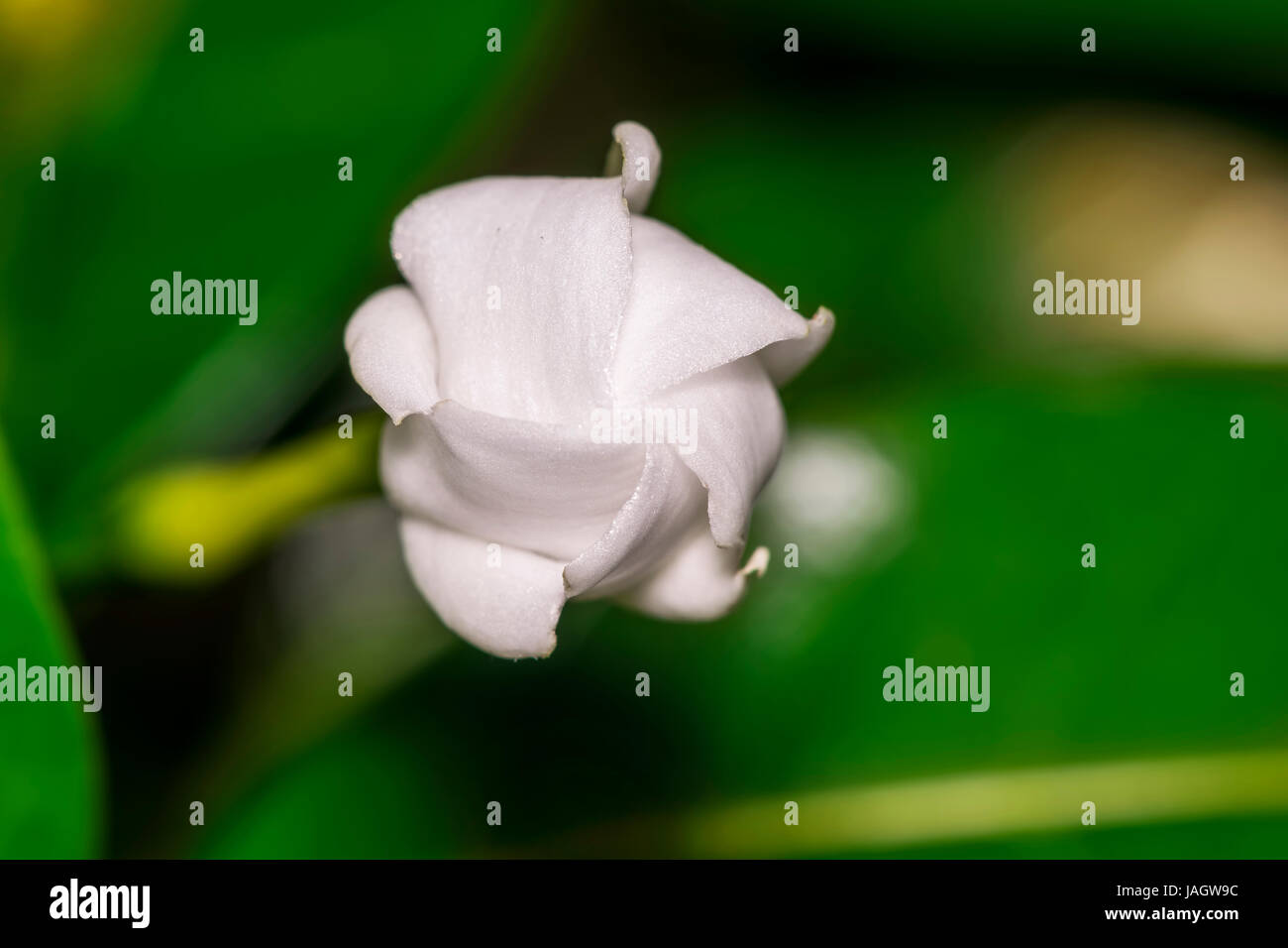 Closeup of a beautiful unbloomed white color flower bud in its green ...