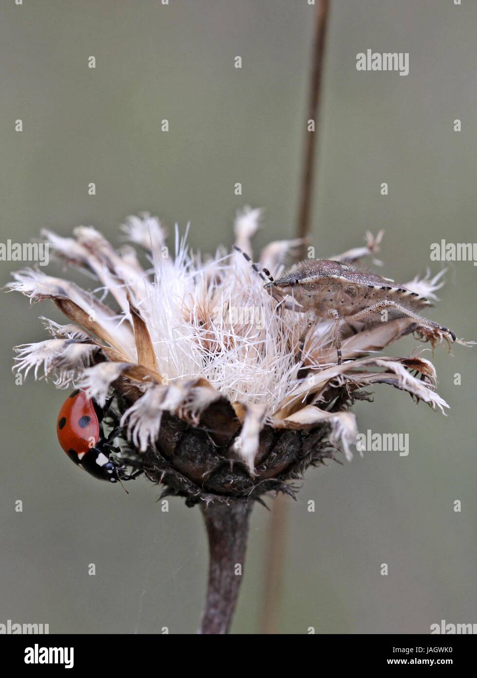 ladybug and beerenwanze on seeds prior greater knapweed Stock Photo - Alamy