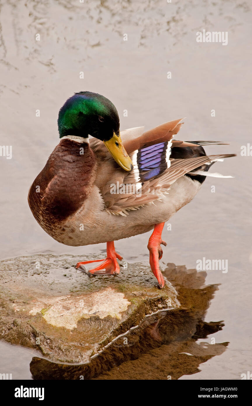 Male Mallard duck preening on a stone in Linlithgow Loch Stock Photo ...