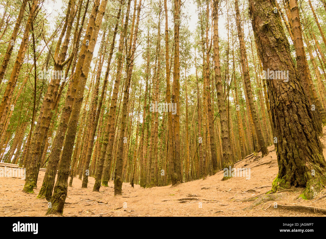 Cluster of trees in hi-res stock photography and images - Alamy