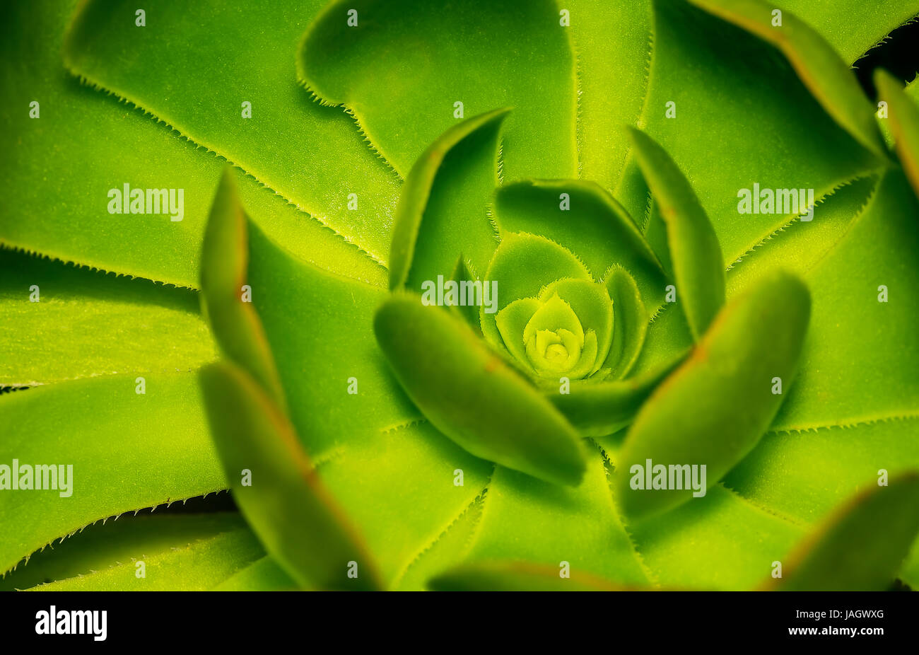 Nematodes hi-res stock photography and images - Alamy