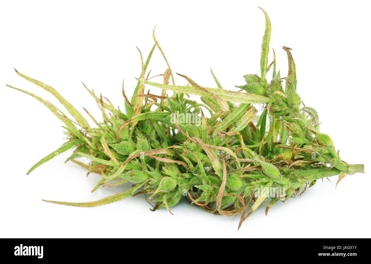 Cannabis plant leaves in Cut Out Stock Images & Pictures - Alamy