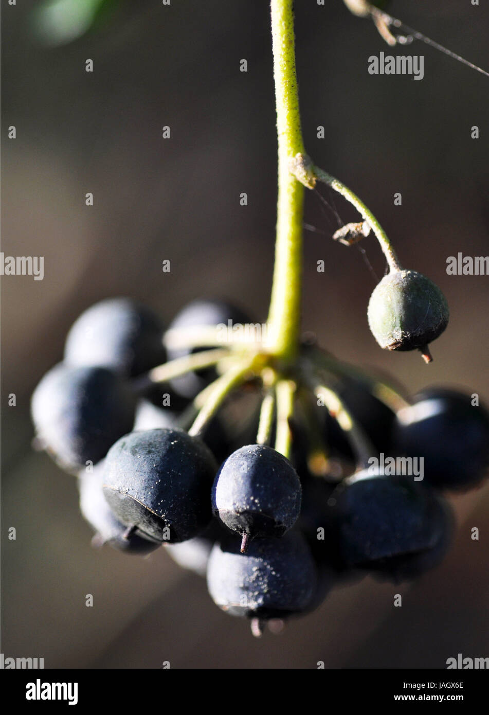 Gb wild fruit hi-res stock photography and images - Alamy
