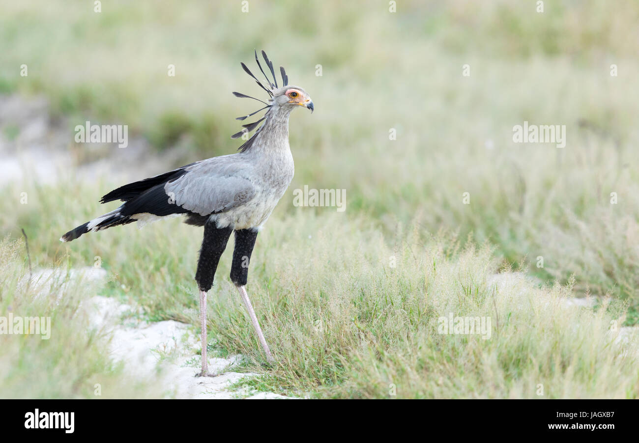 National bird of botswana hi-res stock photography and images - Alamy