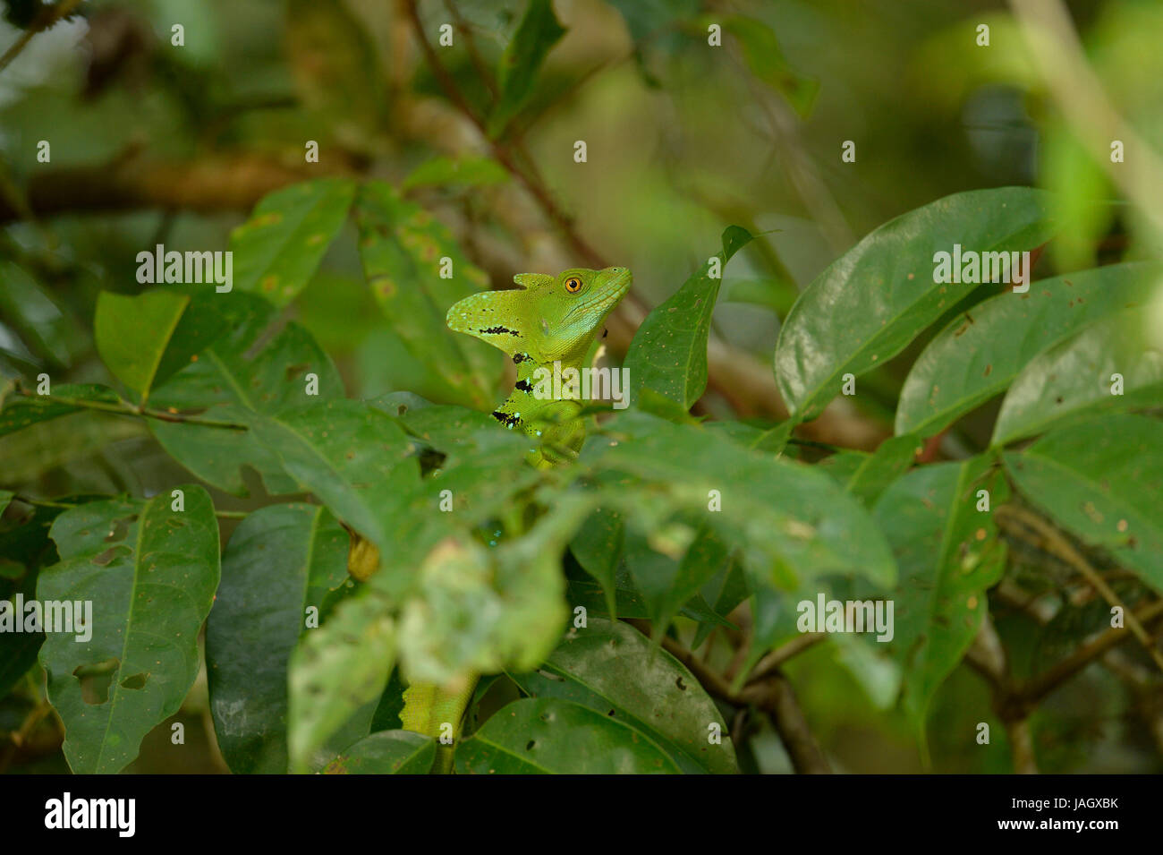 Lizard peeking hi-res stock photography and images - Alamy
