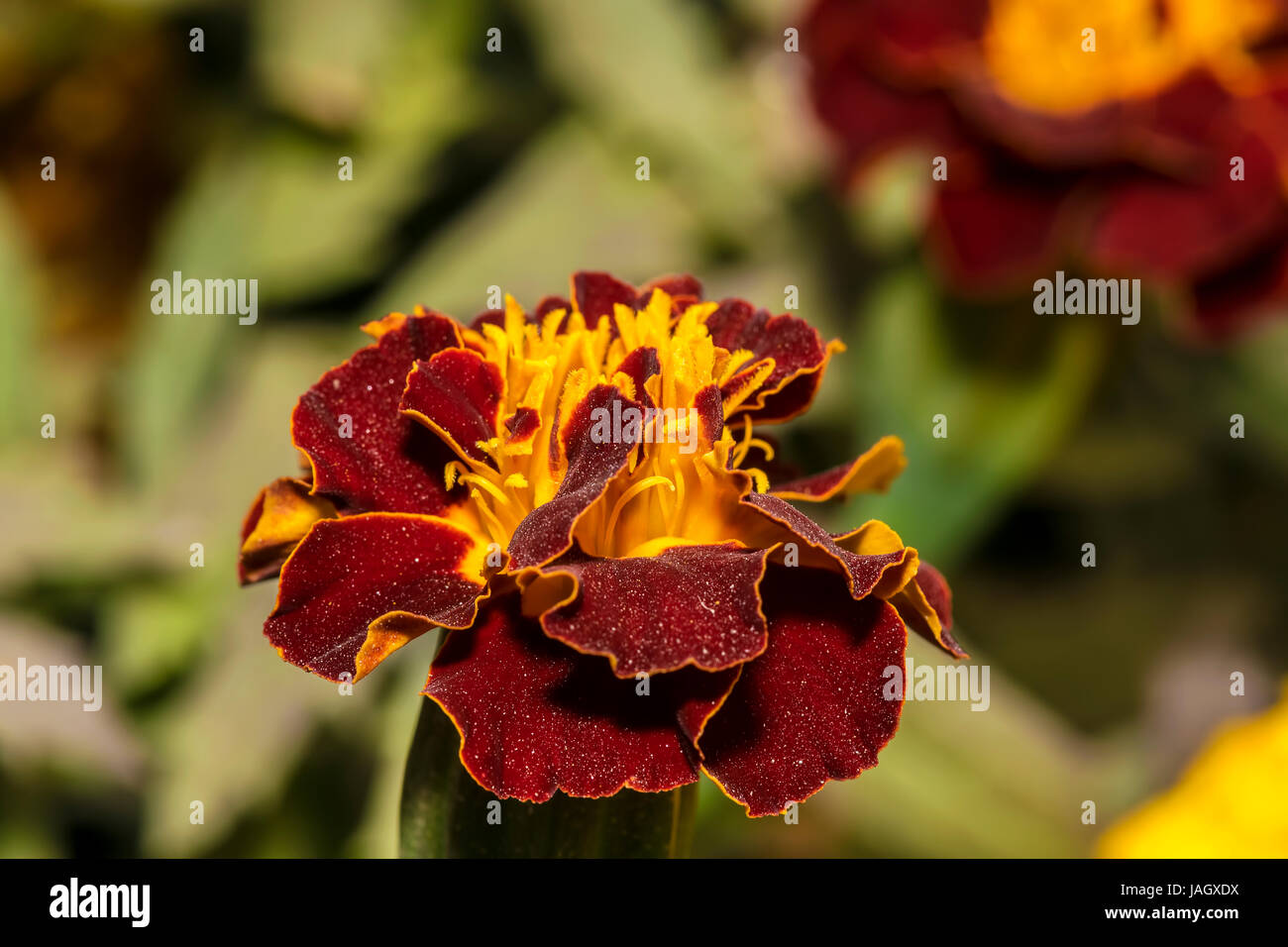 Maroon color plant hi-res stock photography and images - Alamy