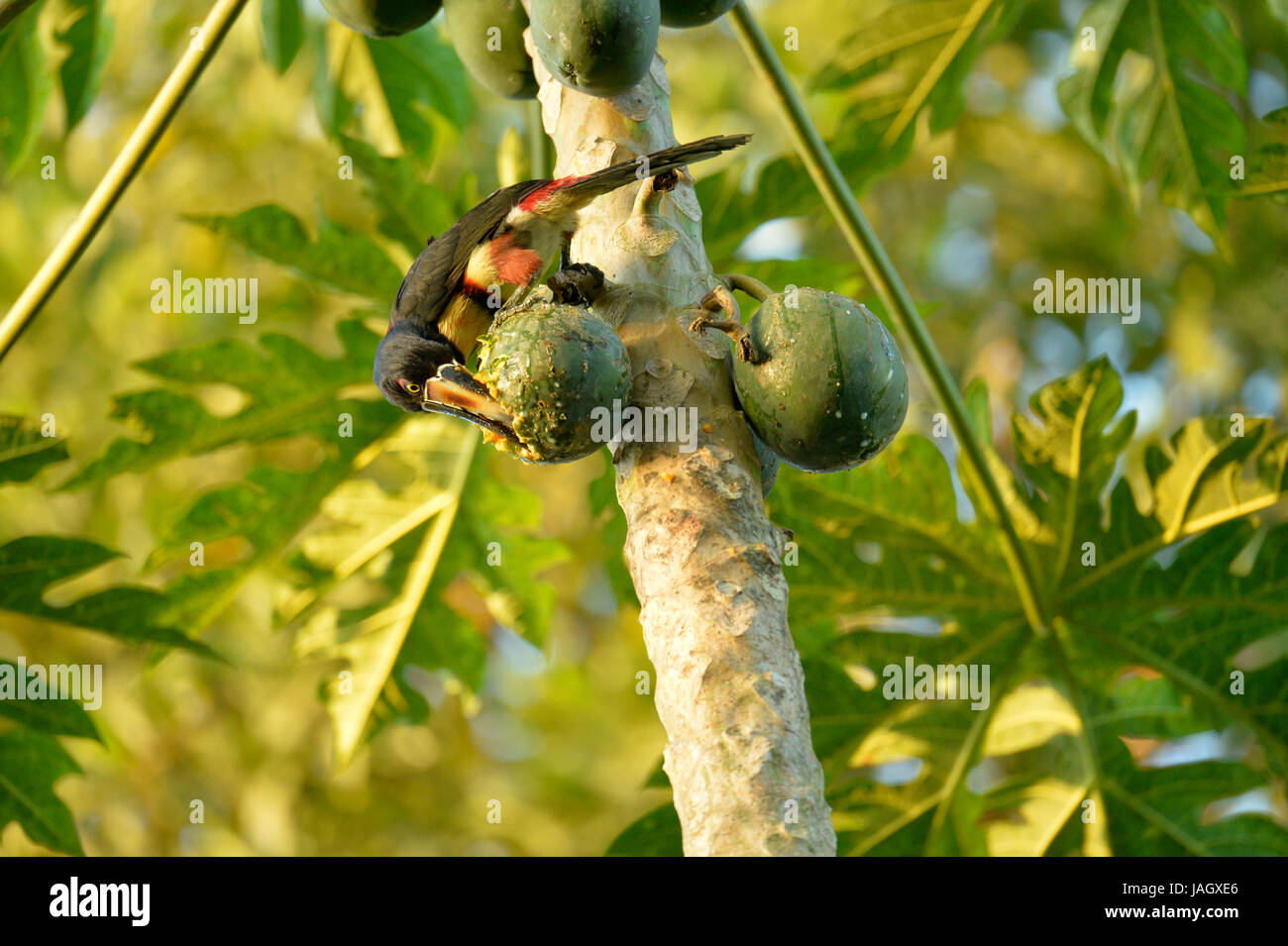 Toucan on papaya tree hi-res stock photography and images - Alamy