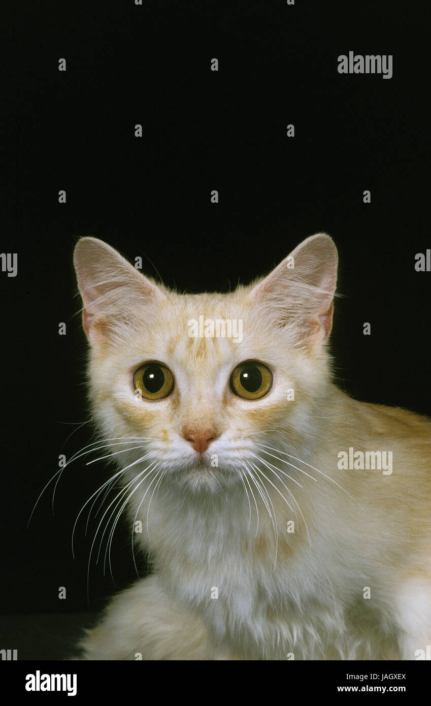 Cat,Cymric,Longhaired Manx or Kymrische cat,female,black background ...