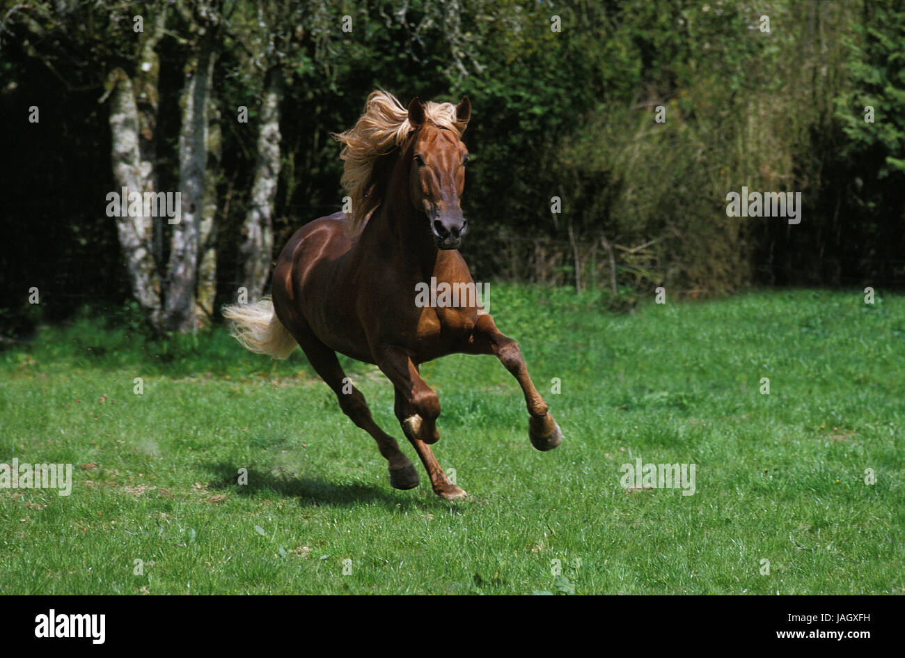 English thoroughbred hi-res stock photography and images - Alamy