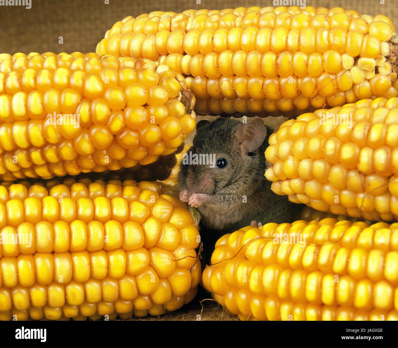 Mouse Muscle High Resolution Stock Photography and Images - Alamy