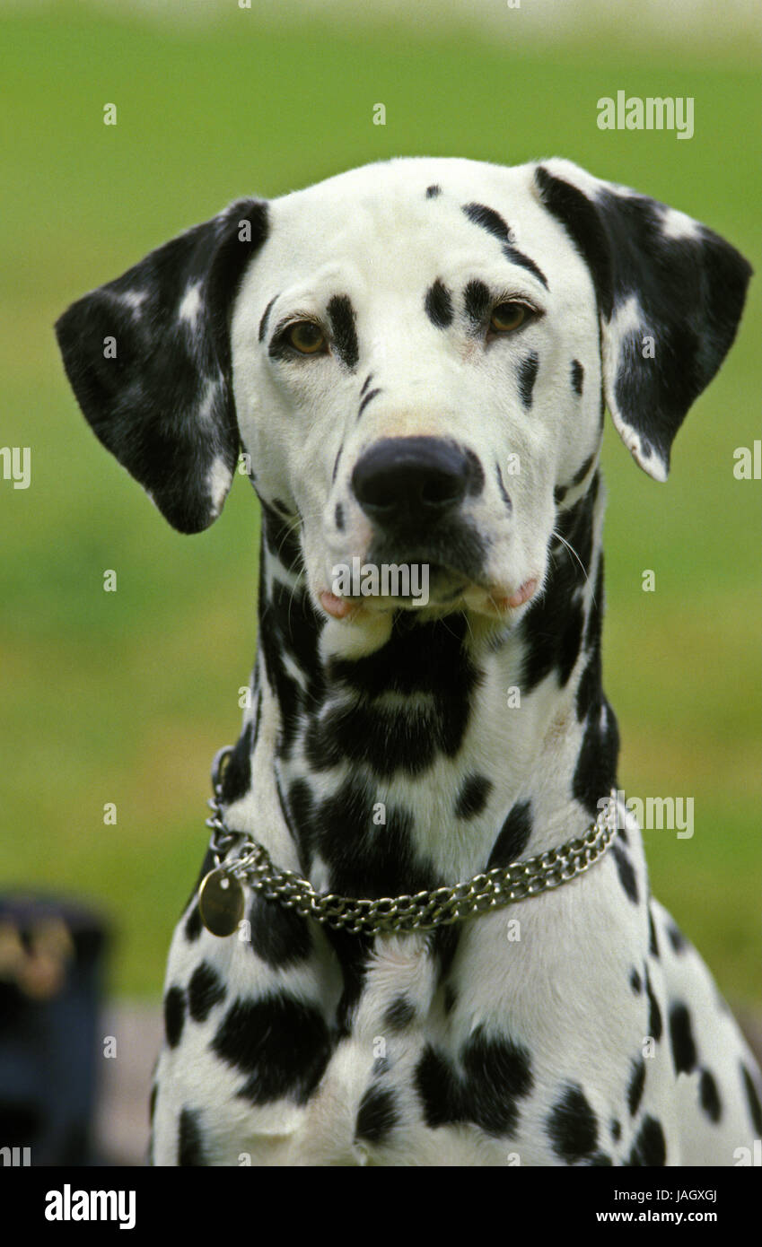 Dalmatian portrait hi-res stock photography and images - Alamy