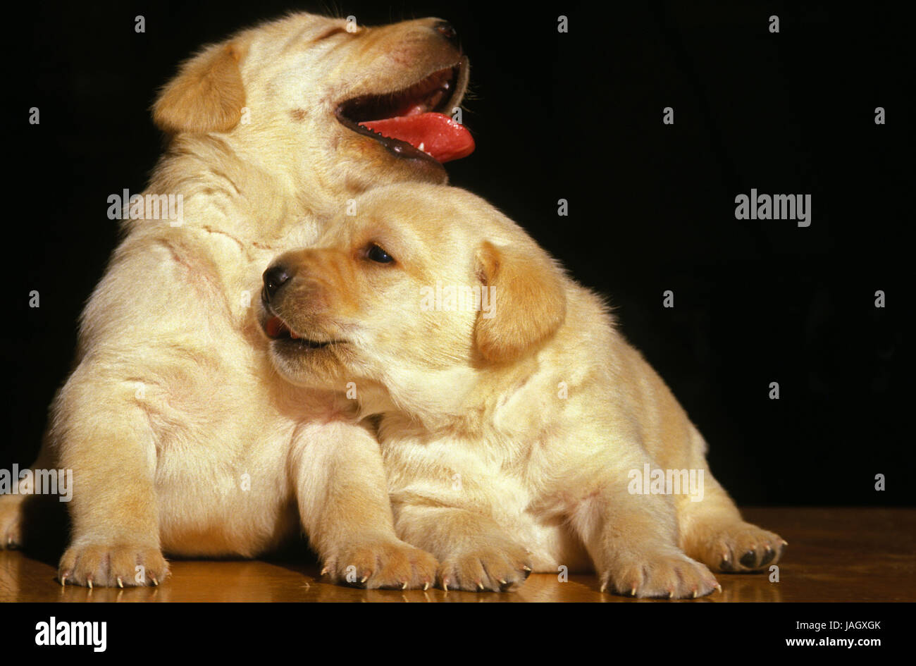 Labrador retriever puppies hi-res stock photography and images - Alamy