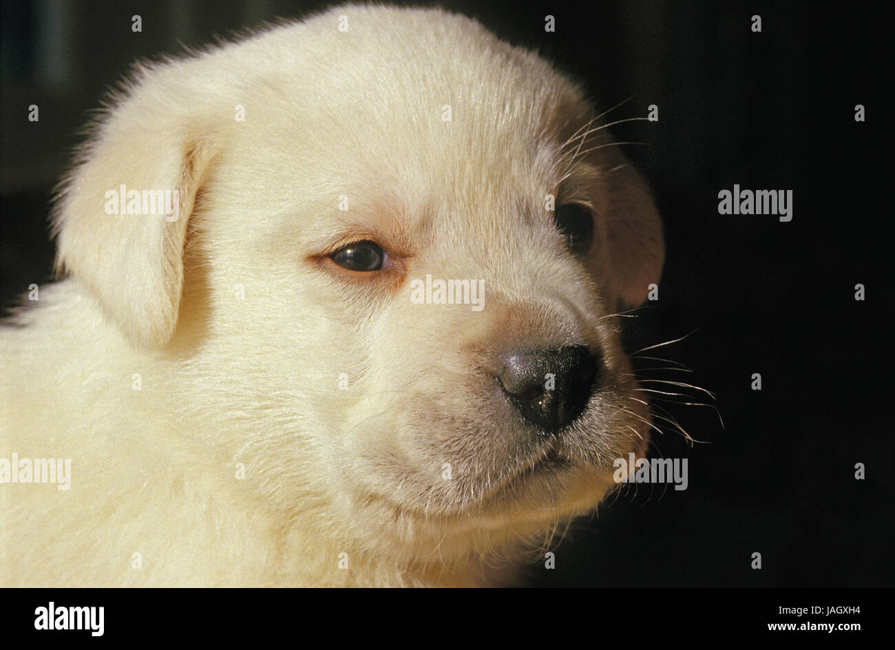Black labrador head shot hi-res stock photography and images - Alamy