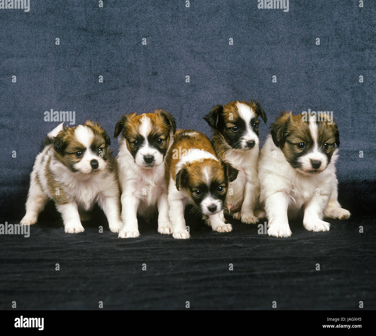 Continental dwarf's spaniel,Phalene,puppy,studio Stock Photo - Alamy