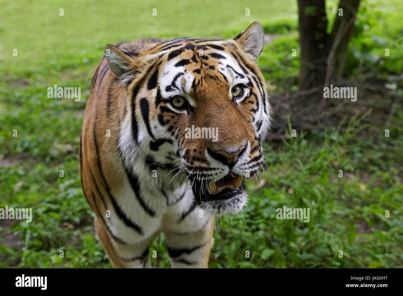 Siberian tiger,Panthera tigris altaica Stock Photo - Alamy