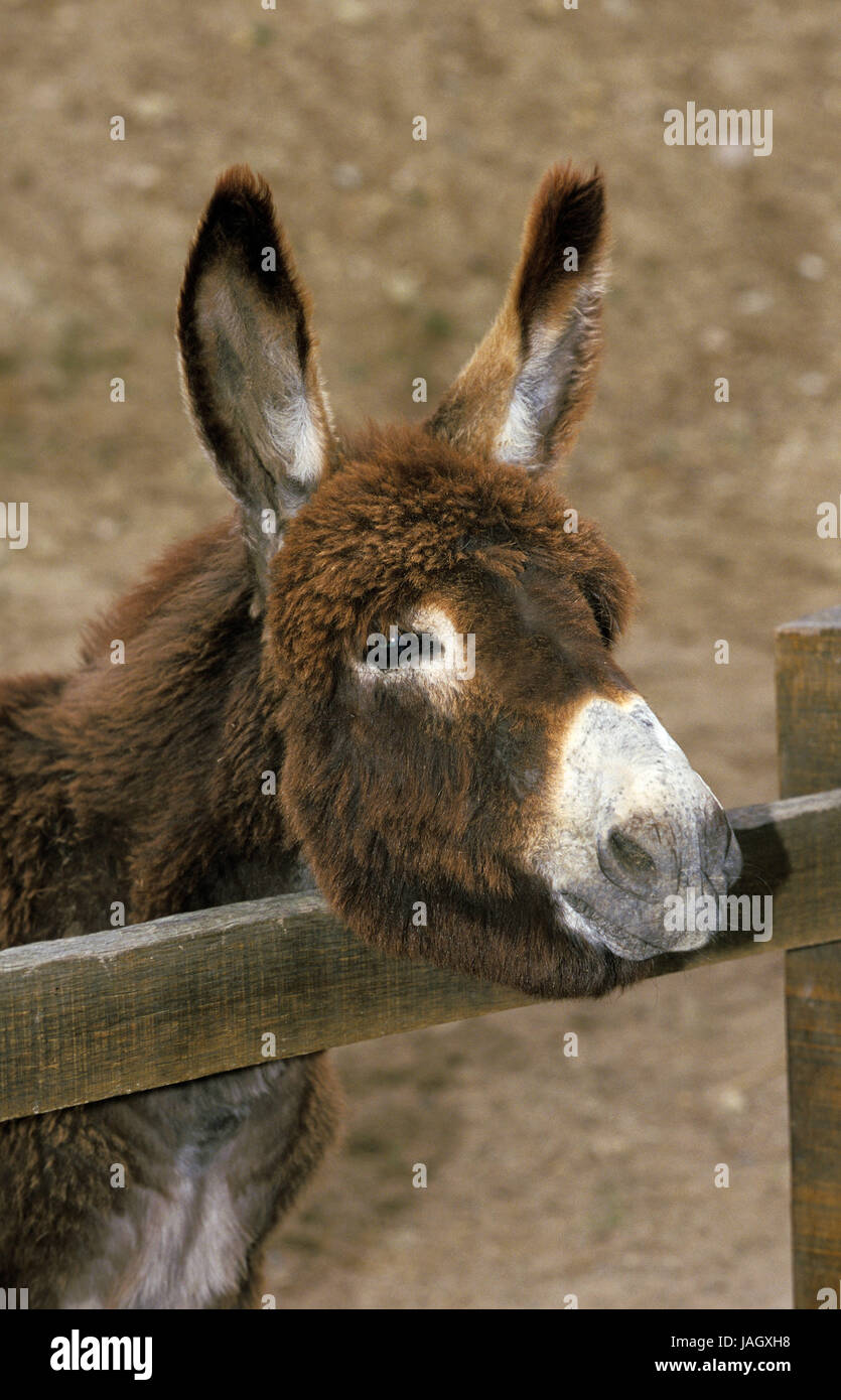 The donkey stand hi-res stock photography and images - Alamy