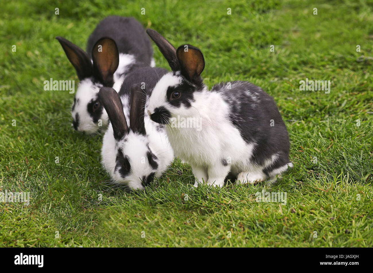 French rabbits,Geant Papillon franc A sharp,adult animals,meadow,stand ...