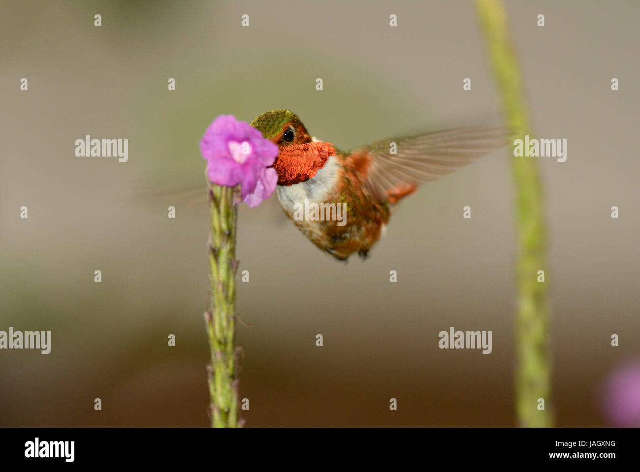 Scintillant Hummingbird (Selasphorus scintilla) adult male in flight ...